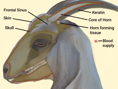 Goat Horns and Hierarchy - Goat Journal